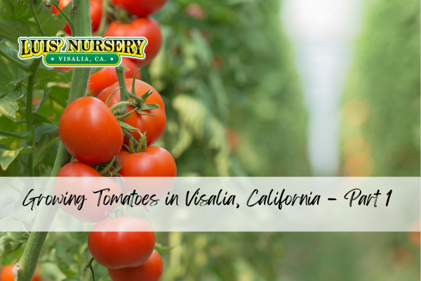 Growing Tomatoes in Visalia, California – Part 1 - Luis' Nursery ...